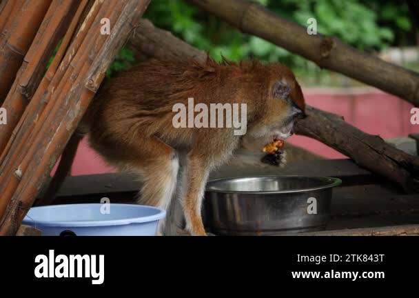 Monkey structure Stock Videos & Footage - HD and 4K Video Clips - Alamy