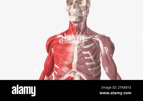 The pectoralis major is the superior most and largest muscle of the ...