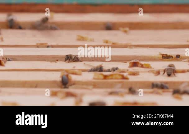 Honey bee side view Stock Videos & Footage - HD and 4K Video Clips - Alamy