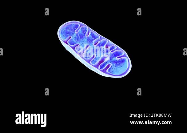 Mitochondria animation, cellular organelles, produce energy, Cell ...