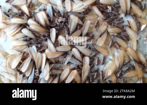 Mayfly is in the reproductive stage, and with wings of termite life ...