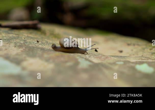 The discovery of the smallest exotic parasitic snail in the Asian rain ...
