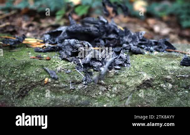 Wind blown ashes Stock Videos & Footage - HD and 4K Video Clips - Alamy