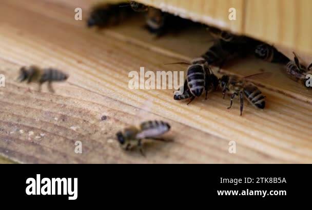 Macro view of the exit of the hive and the bees that gather around it ...