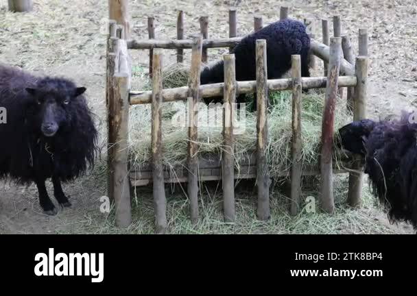 Hay feeder sheep Stock Videos & Footage - HD and 4K Video Clips - Alamy