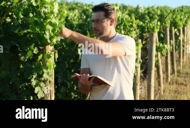 The agronomist in the vineyard squeezes the grape on the refractometer ...