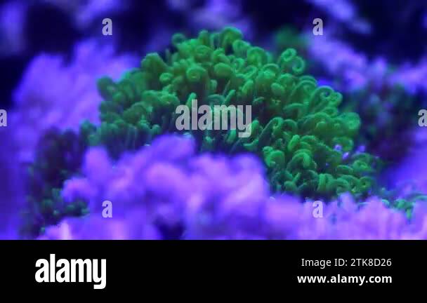 green star polyp colony, macro of long tentacle tip move in circular ...