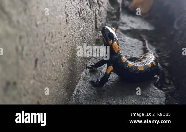 Salamander anatomy Stock Videos & Footage - HD and 4K Video Clips - Alamy