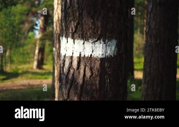 Forest landscape marked trees Stock Videos & Footage - HD and 4K Video ...