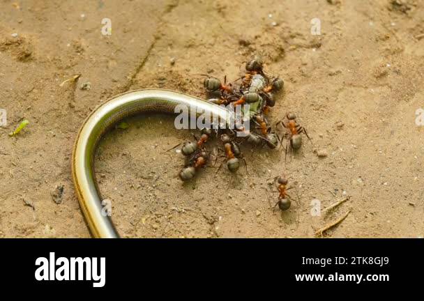 Life cycle of the ants Stock Videos & Footage - HD and 4K Video Clips ...