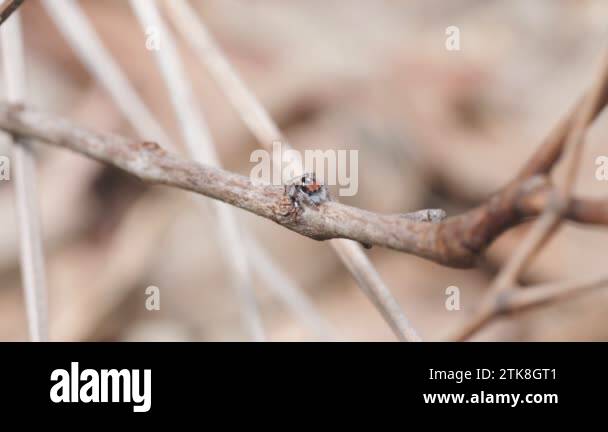high frame rate clip of a male maratus volans spider turning around on ...