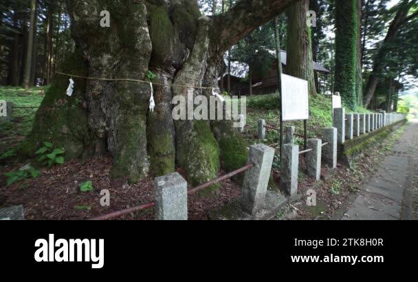 A Japanese zelkova tree at the shrine in Nakanojo Gunma. High quality 4k footage. Agatsuma ...