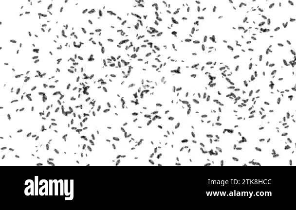 Moving insects Stock Videos & Footage - HD and 4K Video Clips - Alamy