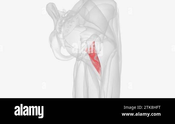 Pectineus is a short quadrangular muscle extending from the pubis to ...