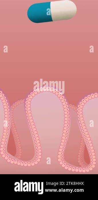 This 2d animation shows the intestinal absorption of drug Stock Video ...