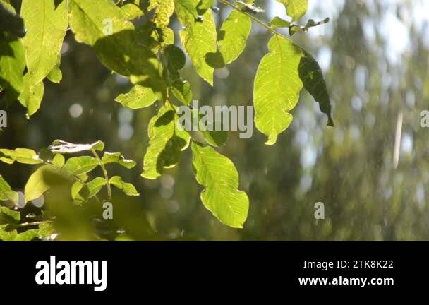 Raining on a sunny day. Rain falls. Drops of falling rain and tree ...