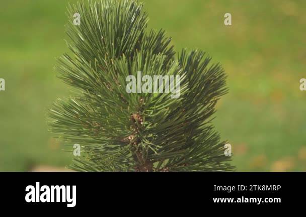 CLOSE UP: Top down overview of beautiful potted dwarf pine tree growing ...