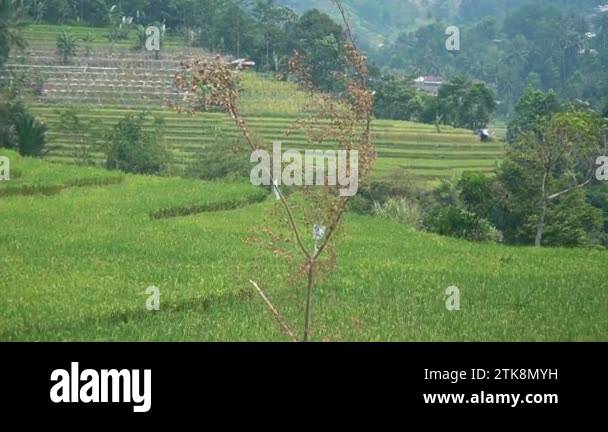 Rural indonesia Stock Videos & Footage - HD and 4K Video Clips - Alamy