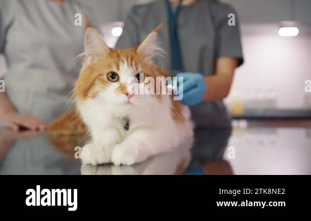 Female vet doctor examining cat with stethoscope in animal hospital ...