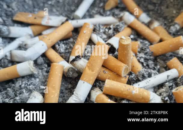 Cigarette butts trashed on a tobacco waste bin,smoke addiction ...