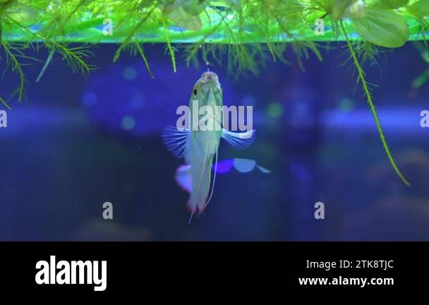 Dwarf Gourami fish, Powder blue dwarf in fish pool. Trichogaster lalius ...