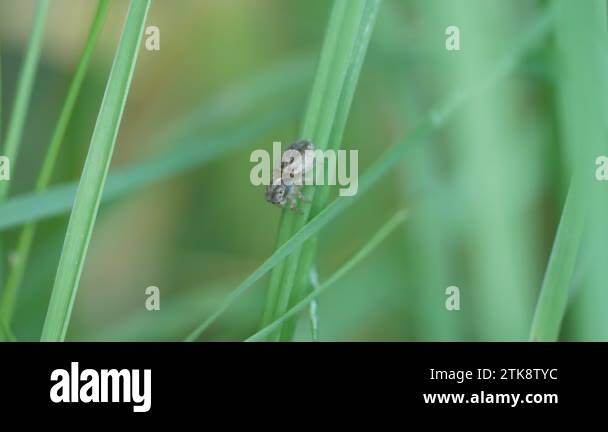 high frame rate clip of a female maratus splendens on a blade of grass ...
