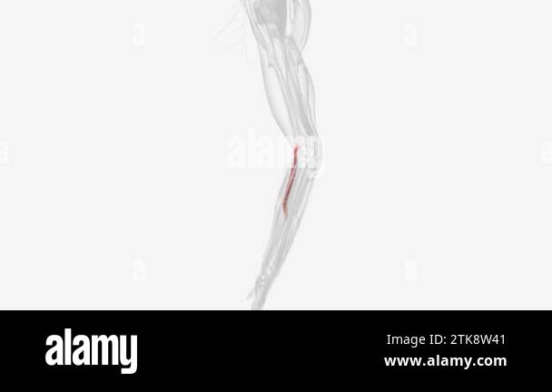 pronator teres muscle is a long, round muscle that is located on the ...