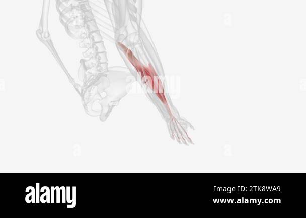 Flexor digitorum superficialis (flexor digitorum sublimis) is an ...