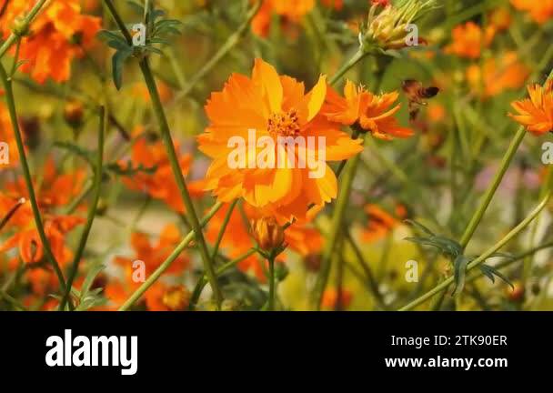 Ruta graveolens yellow flower with isolated green leaves background in ...