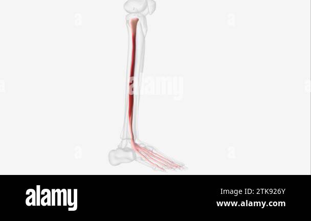 The Extensor hallucis longus (EHL) is a thin muscle, situated between ...