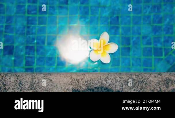 Tropical flowers frangipani plumeria floating in the water. Spa ...