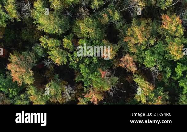 Green foliage aerial tree Stock Videos & Footage - HD and 4K Video ...