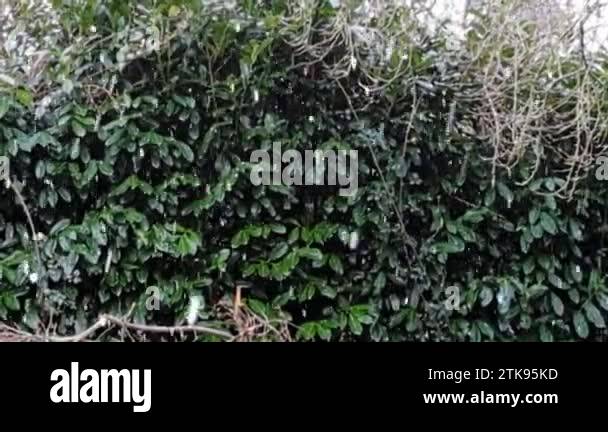 Hedge lawn backdrop Stock Videos & Footage - HD and 4K Video Clips - Alamy