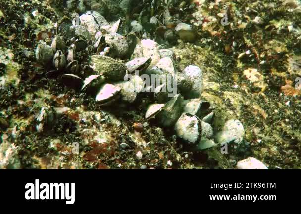 Mussels rock underwater Stock Videos & Footage - HD and 4K Video Clips ...
