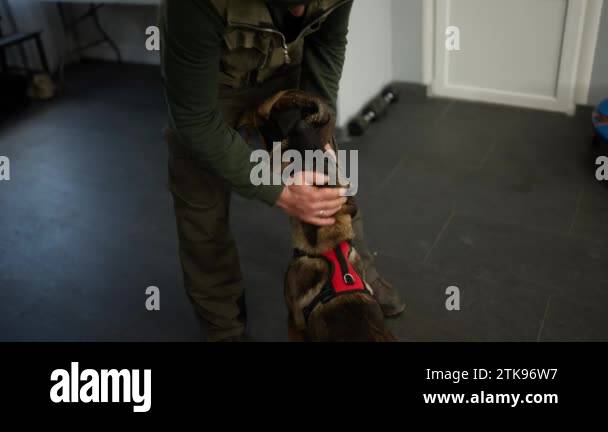 German shepherd male puppy Stock Videos & Footage - HD and 4K Video ...