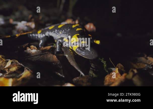 Rare spotted amphibian salamandra Stock Videos & Footage - HD and 4K ...