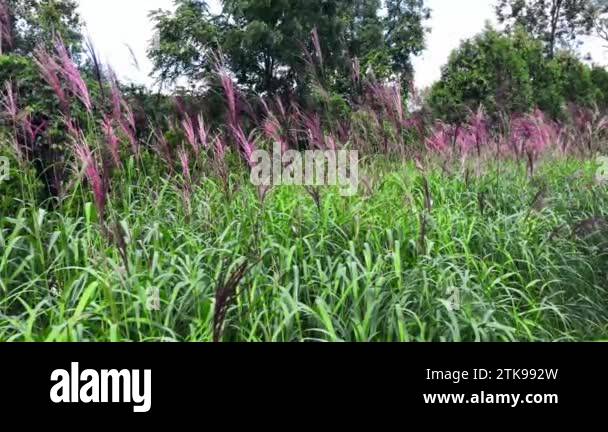 Zebra grass Stock Videos & Footage - HD and 4K Video Clips - Alamy