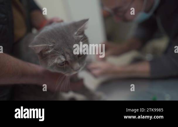 Pet care at veterinarian. Getting blood samples from grey Scottish ...