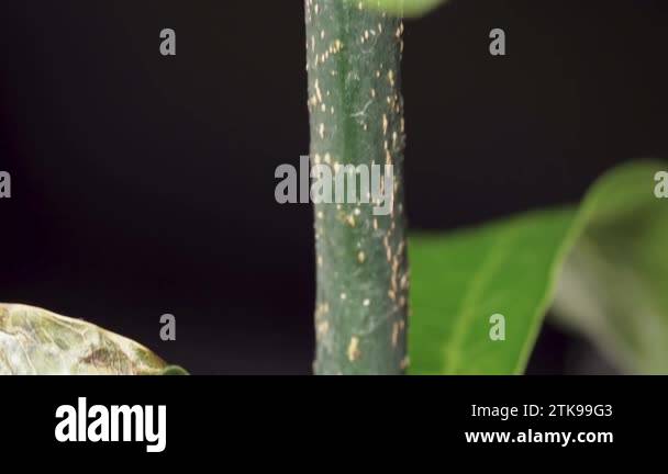 Small mango tree Stock Videos & Footage - HD and 4K Video Clips - Alamy
