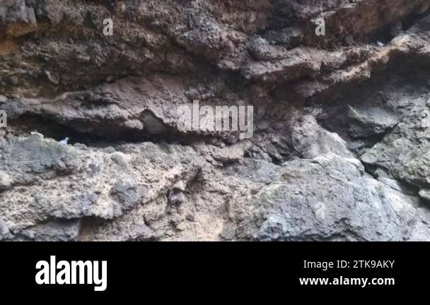 Rock nesting bird Stock Videos & Footage - HD and 4K Video Clips - Alamy