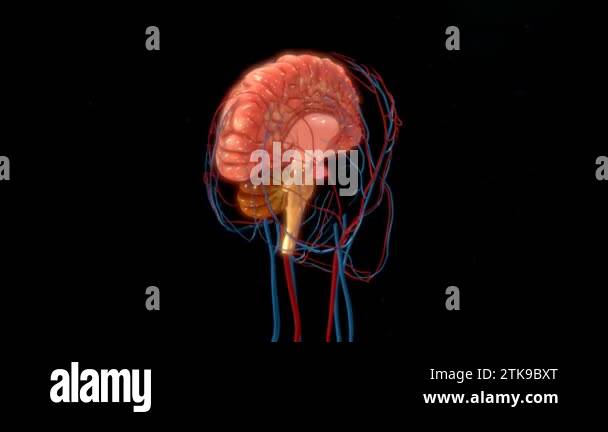 Hypothalamus neuron Stock Videos & Footage - HD and 4K Video Clips - Alamy