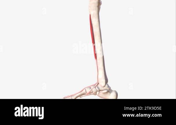 The tibialis anterior muscle, also known as the tibialis anticus, is ...