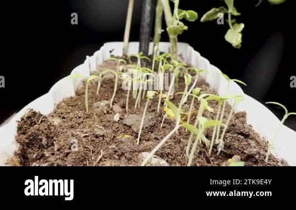 Fallen tomato plant Stock Videos & Footage - HD and 4K Video Clips - Alamy