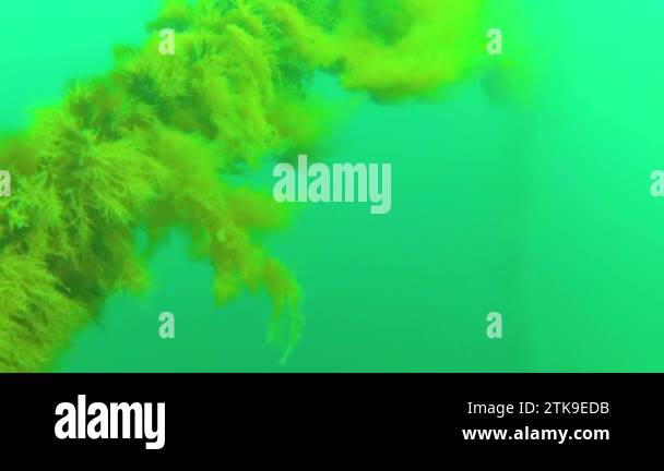 Hydroid polyps and algae on a rope in the sea water column in the Black ...