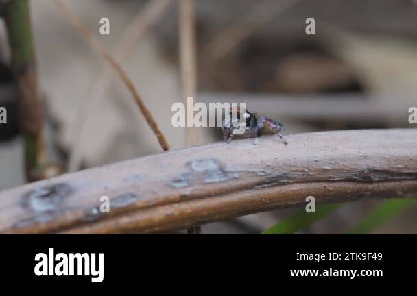 high frame rate side view of a male maratus volans mating display. M ...