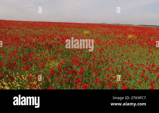 Poppy symbol of remembrance Stock Videos & Footage - HD and 4K Video ...