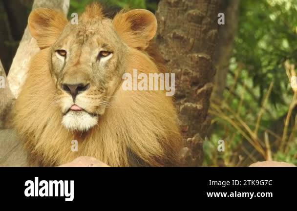 Single lion looking regal standing proudly on a small hill, African ...