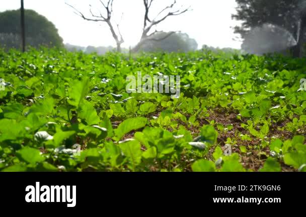 New technology based Automatic sprinkler watering in in agriculture ...