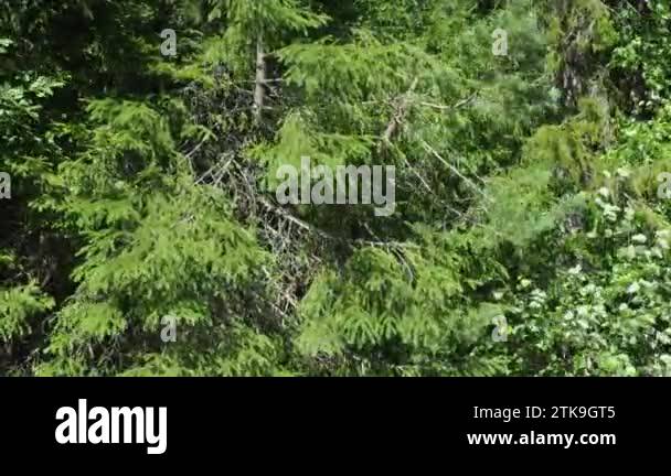 Picea spruce, a genus of coniferous evergreen trees in the pine family ...