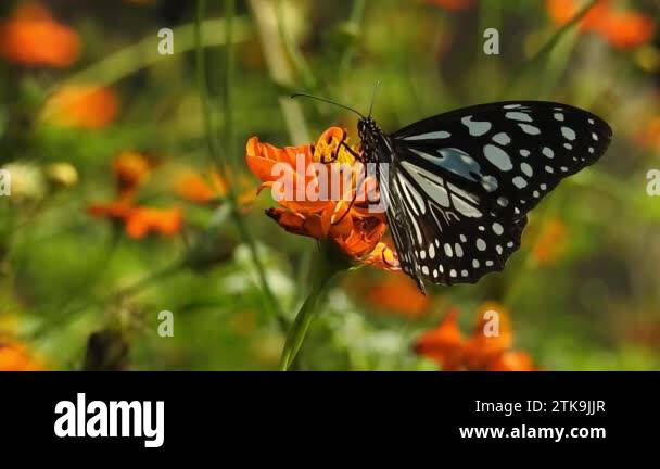 Slow motion of beautiful blue silk morpho butterfly opening wings on a ...